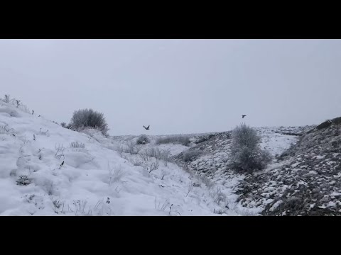 Karda Çil keklik Avı Rebhuhnjagd partridge hunt مطاردة الحجل κυνήγι πέρδικα охота на куропатку