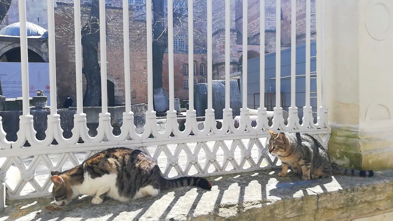Street cats eating on the walls of Hagia Sophia in Istanbul 🐈 ...