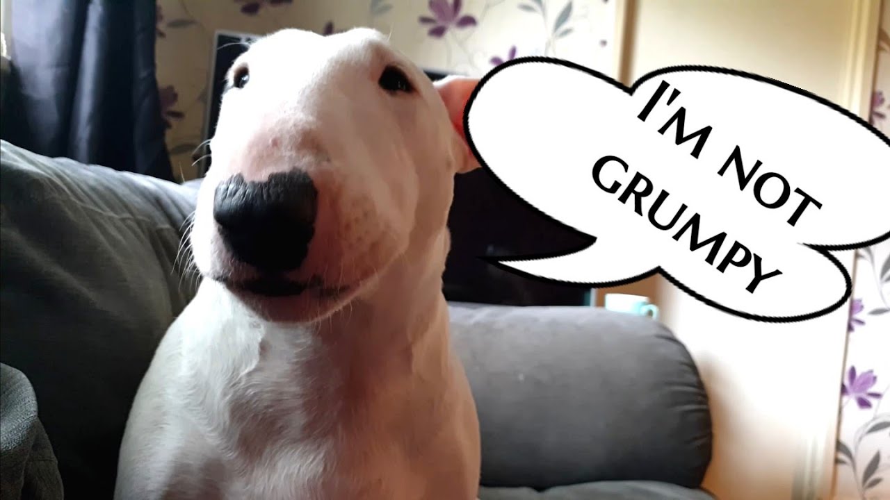 Talking to a grumpy bull terrier - YouTube