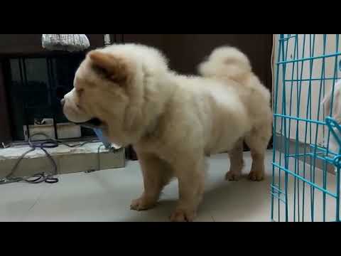 Cream Chow Chow female available call me 98771 90165 - YouTube