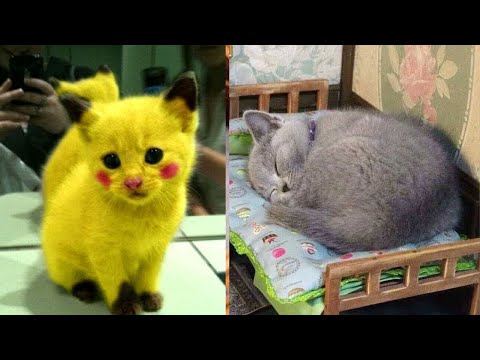 baby cats cute and funny cat videos compilation 24