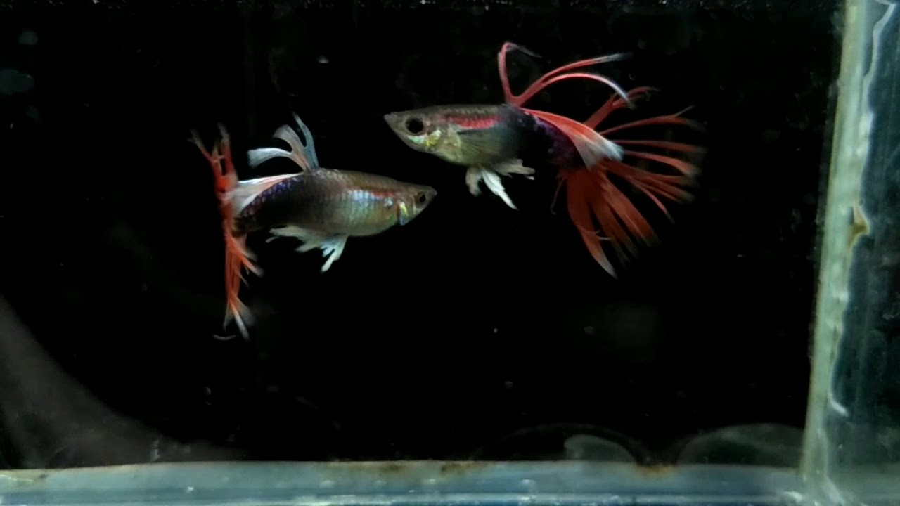 Guppy Crowntail HB Red - Crowntail Guppies - YouTube