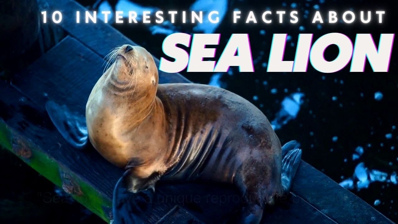 Sea Lion Wonders: 10 Interesting Facts That Will Blow Your Mind! - YouTube