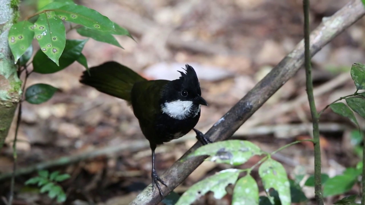 Eastern Whipbird family group - YouTube