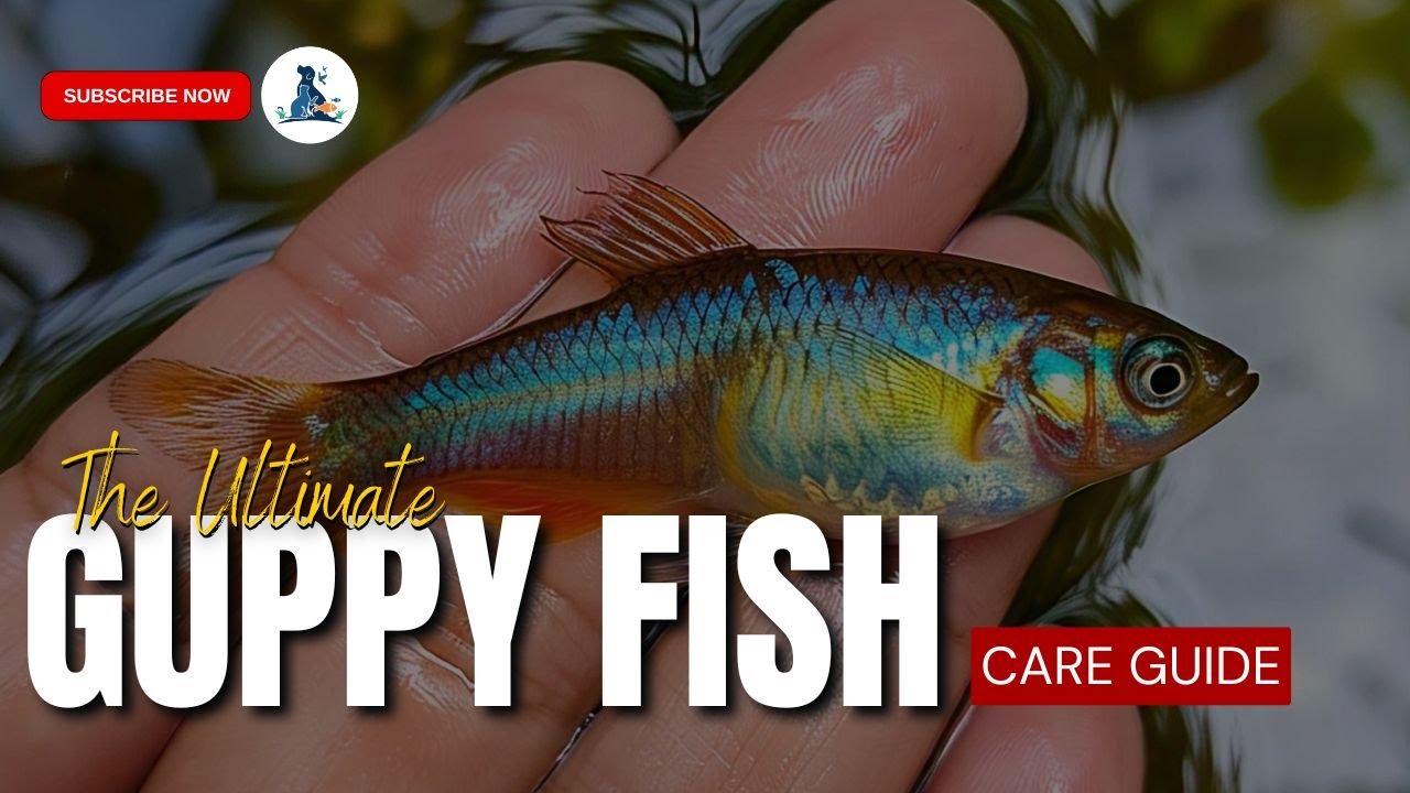 Ultimate Guide to Guppy Fish Care: Transform Your Aquarium into a ...