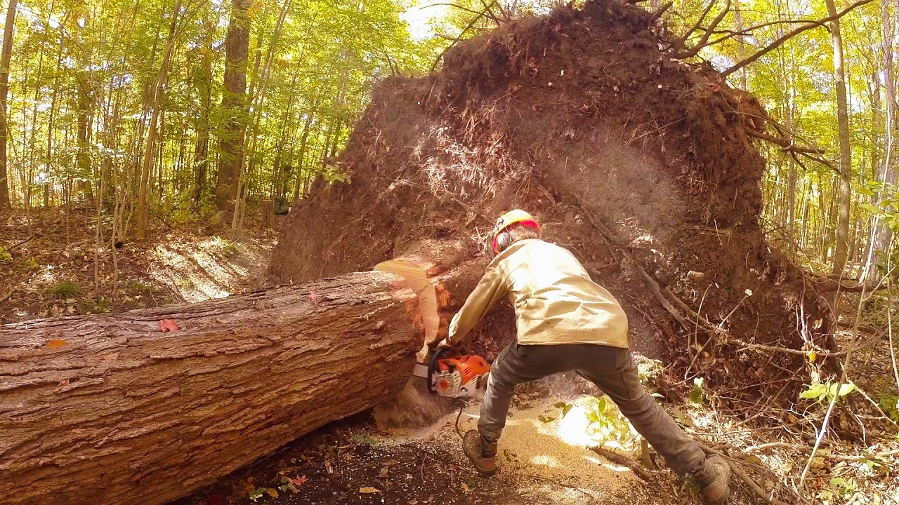 cutting maple root ball back into the ground and 8 foot log - YouTube