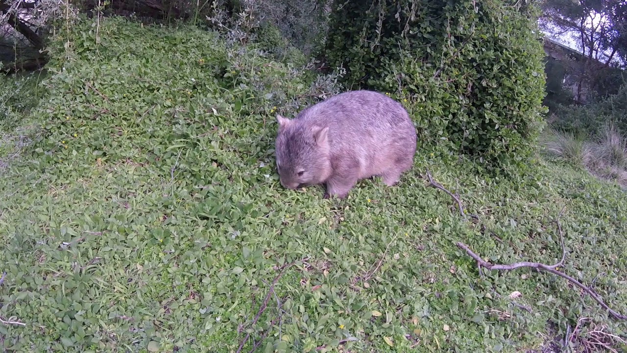 Wombat Wednesday - YouTube