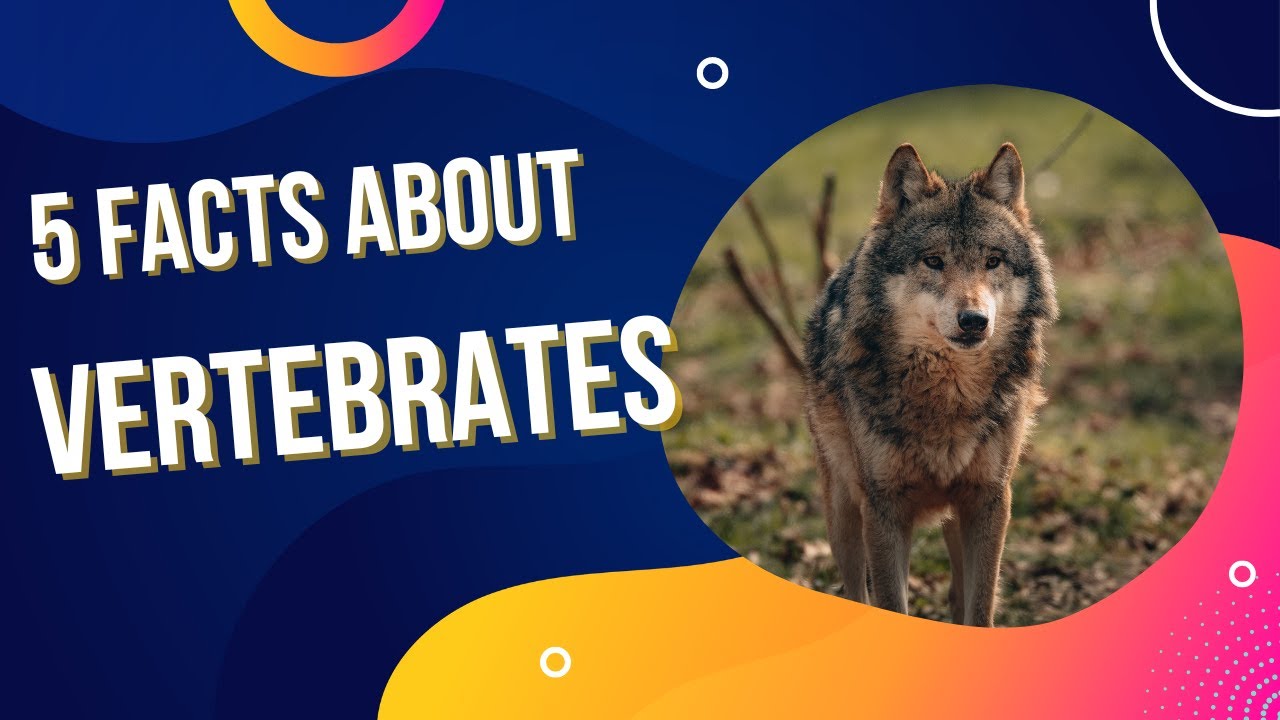5 Facts About Vertebrates - YouTube
