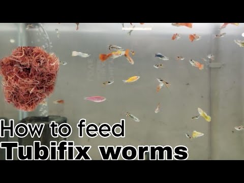 How to feed Tubifix worms Guppy fish || কিভাবে Tubifix কৃমি খাওয়াবেন ...