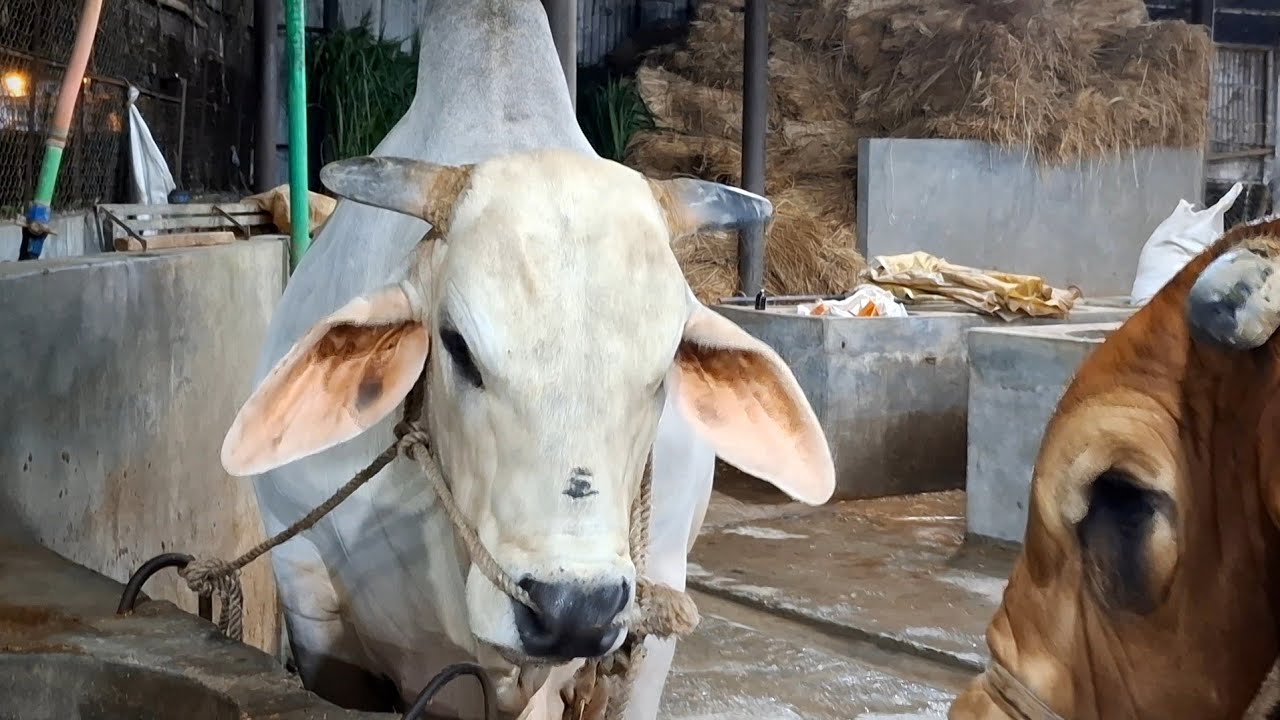 Heavyweight Biggest Bull Lineup • Eid ul Adaha 2024 • @bdcattle - YouTube