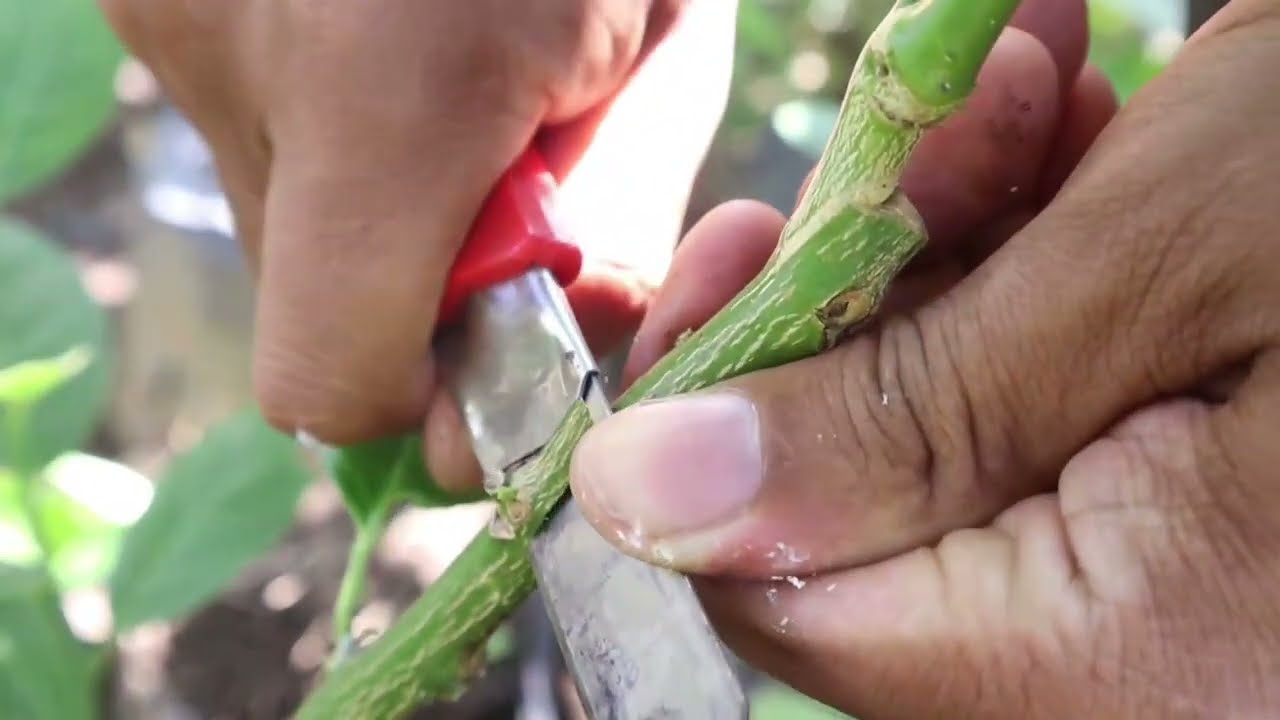9 ways to grafting citrus also to any plant - YouTube