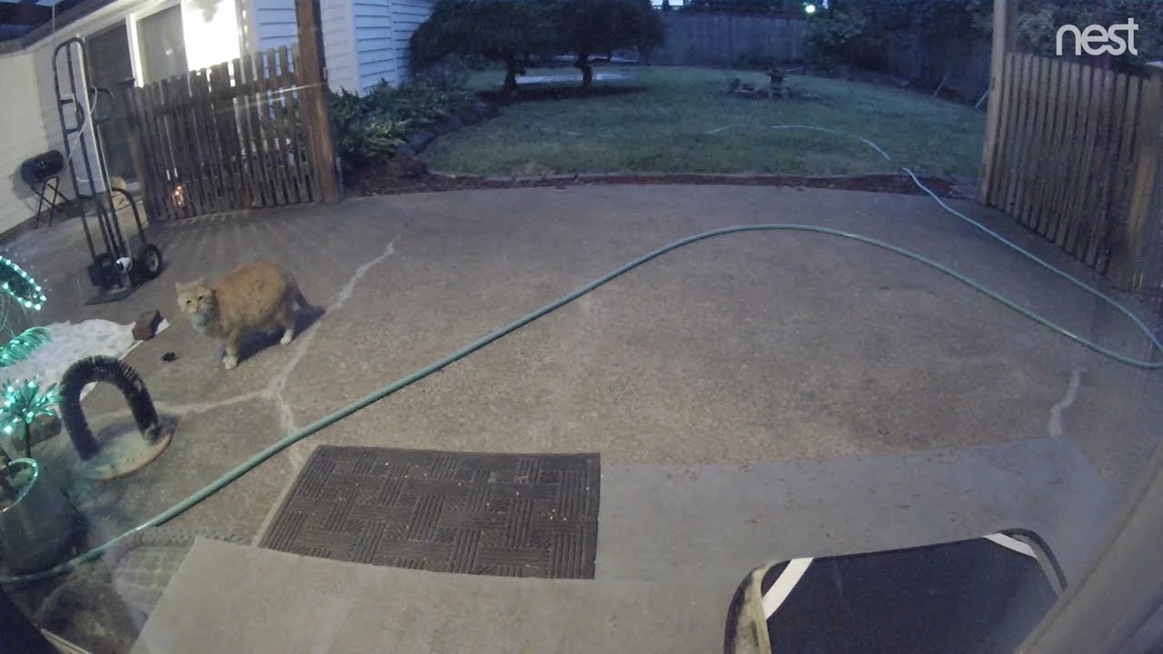 M3FC 0303 Different view of Squinty the feral cat catching a bat ...