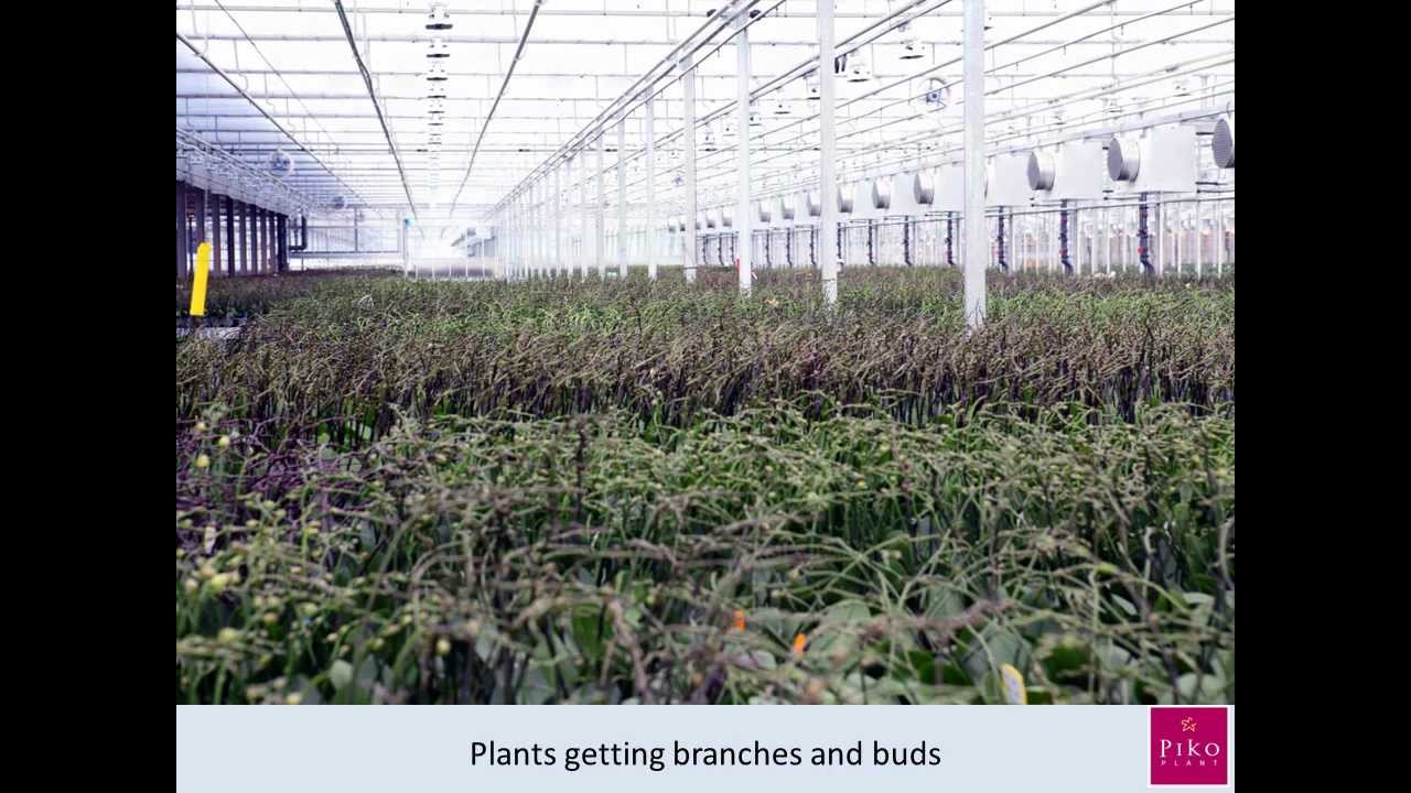 Bosman Van Zaal Projectfilm Piko Plant 2012 - YouTube