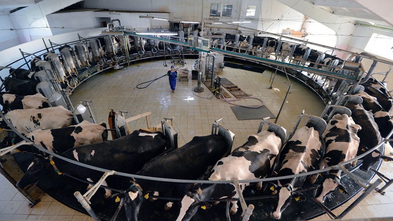 Amazing World's Largest Dairy Farm! A 100000-Cow Dairy Farm in China ...