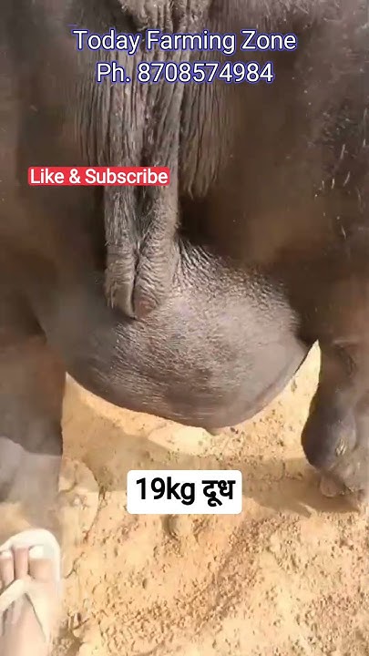 19kg dudh ki bhains bikri ke liye uplabdh - YouTube