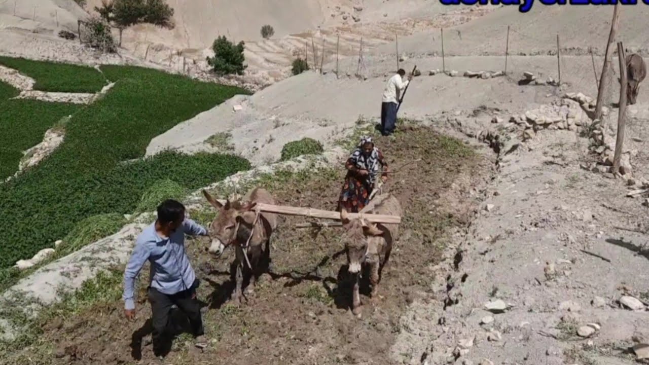 Passionate plowing for rice ovary - YouTube