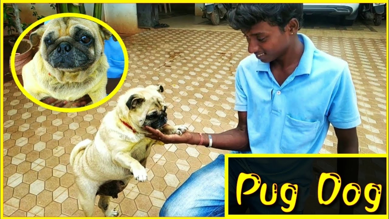 🐕" Pug Dog "(Vodafone Dog) பற்றிய சில Intresting Fact & வளர்ப்பு ...