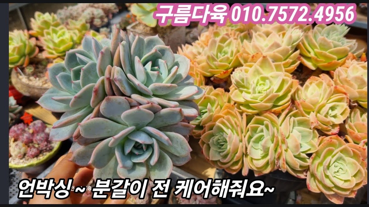 너무 예쁜 콜드브루군생 슈퍼미니마 핑크퍼지군생 왔어요~ 구름다육 언박싱 And 분갈이 전 케어해줍니다~ 이렇게 해두면 분갈이를 미뤄도 괜찮아요 ~구름다육 0107572