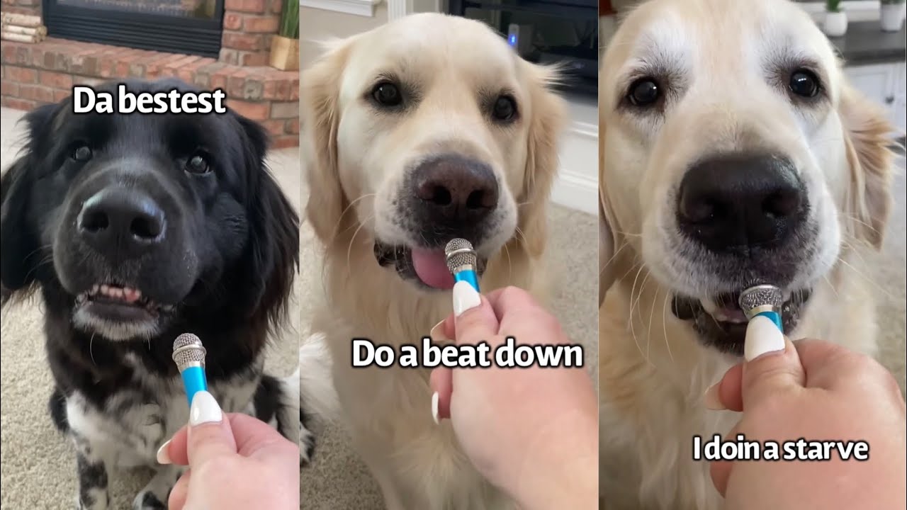 Interviewing My 3 Dogs - YouTube