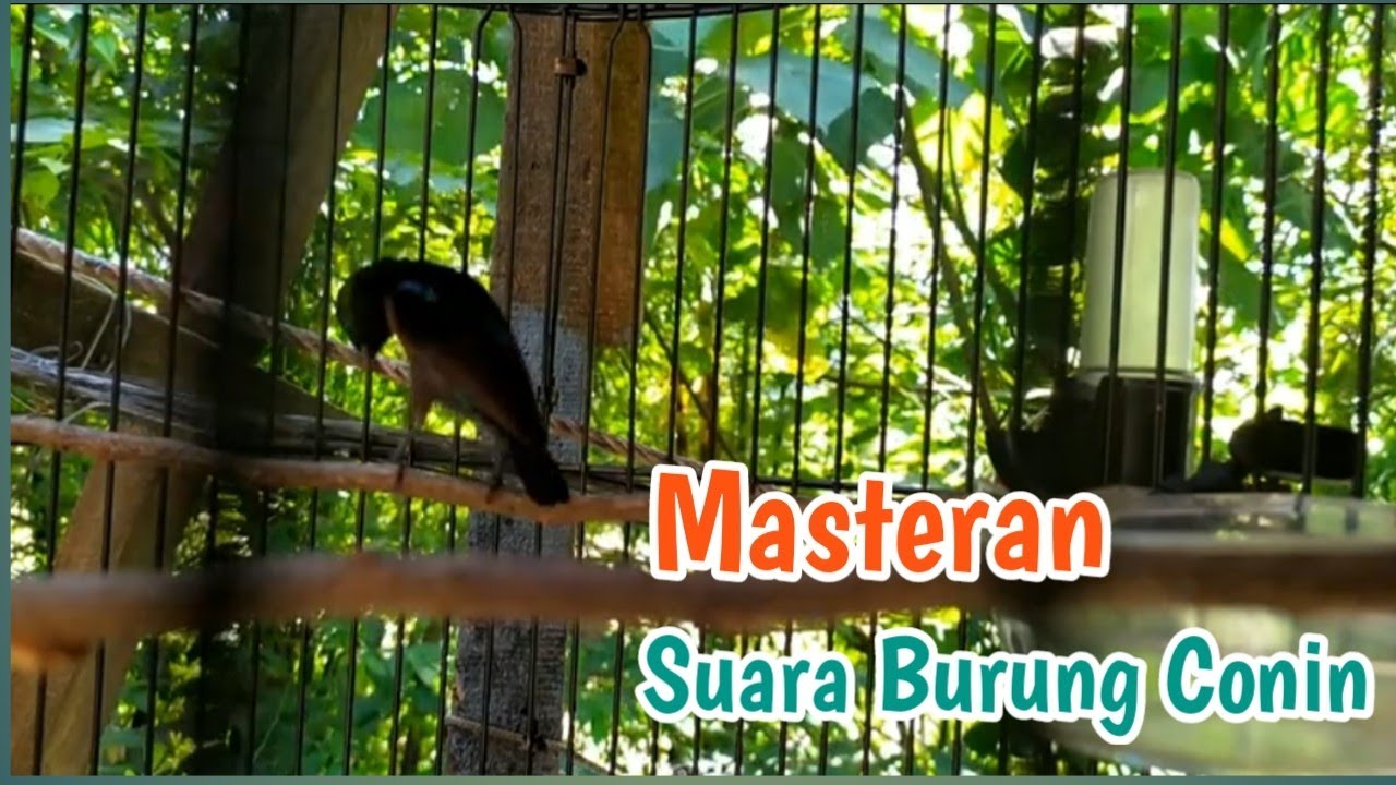 Suara burung Conin Gajor, Masteran - YouTube