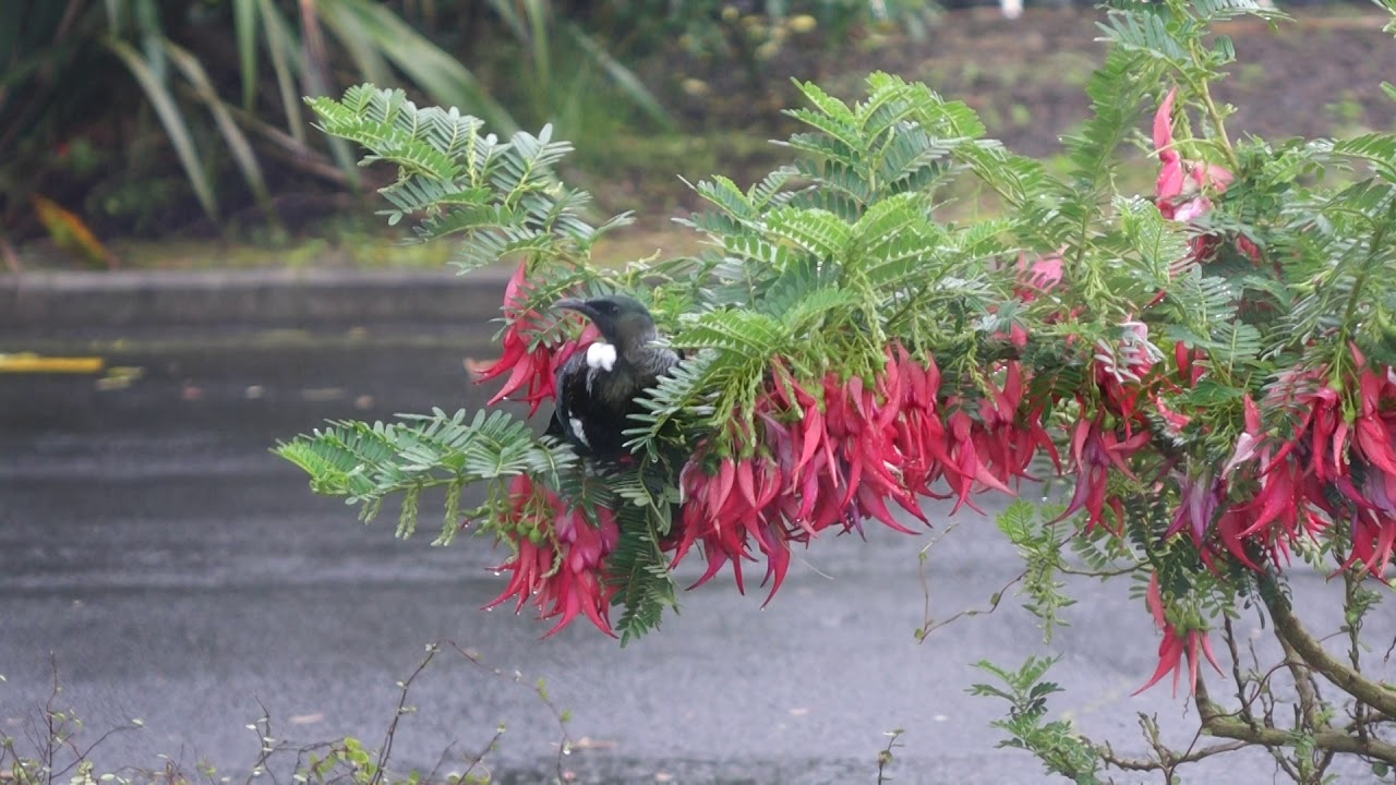 Tui feeding on kakabeak flowers. Arataki Visitor. Centre 300815 - YouTube