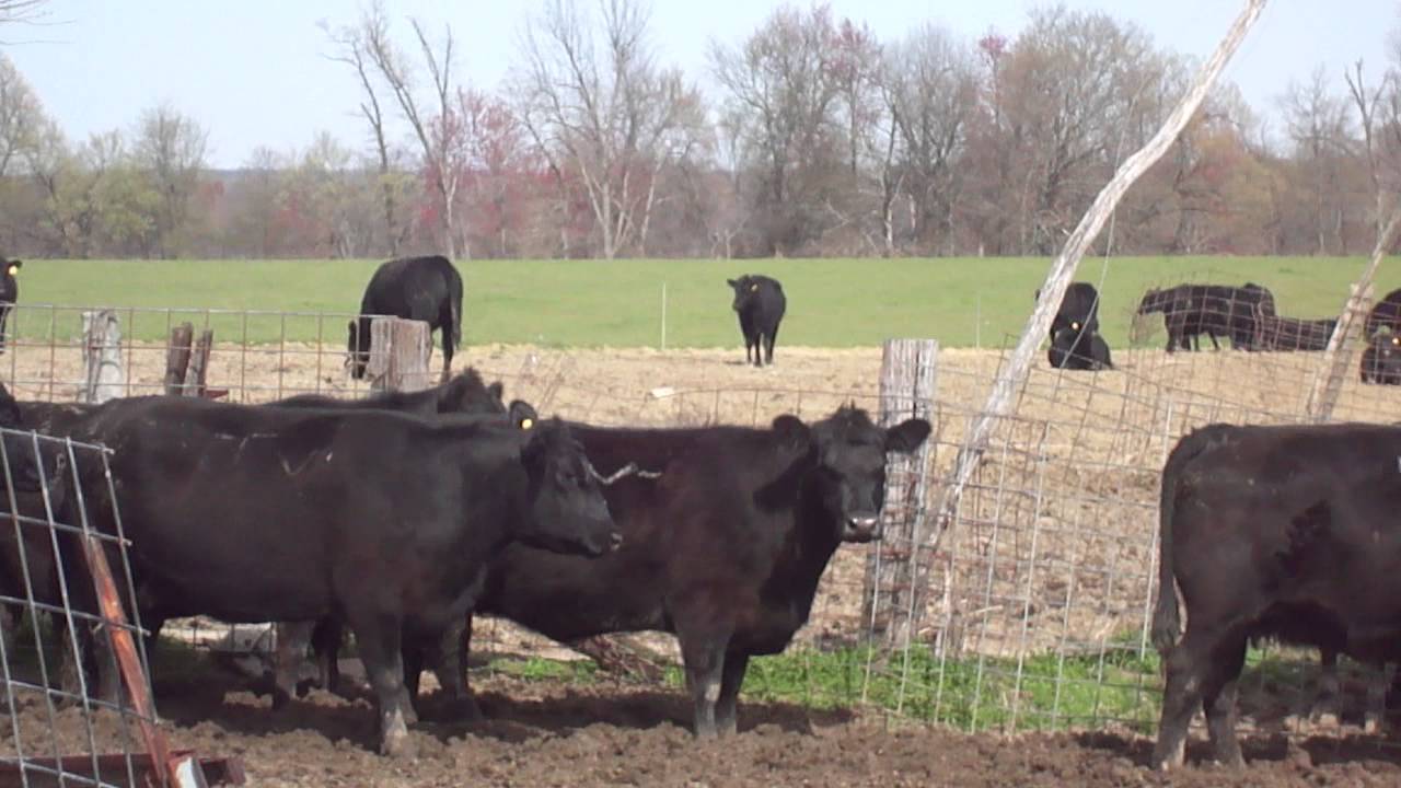 How to Freeze Brand Cattle - YouTube