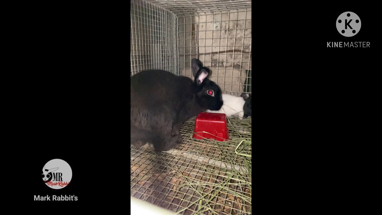 Featuring Mark Rabbits - YouTube