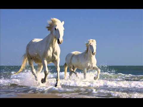 Horse Song, I LOVE HORSES! - \