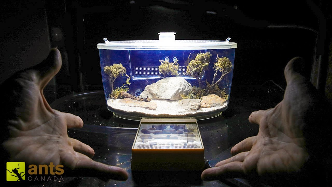 Setting Up My Ant Colony into a New Ant Farm - YouTube