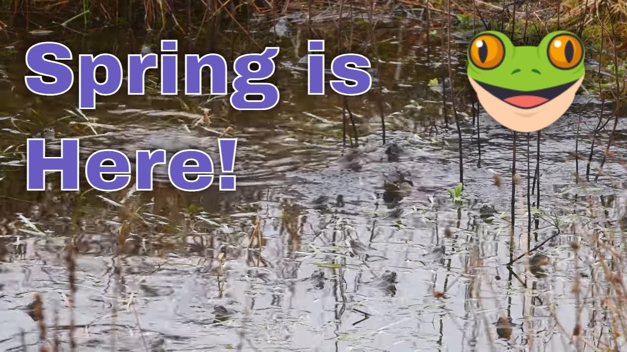 Spring is Here! Plenty of Frogs on the Pond and Spawn Appearing 🐸 - YouTube