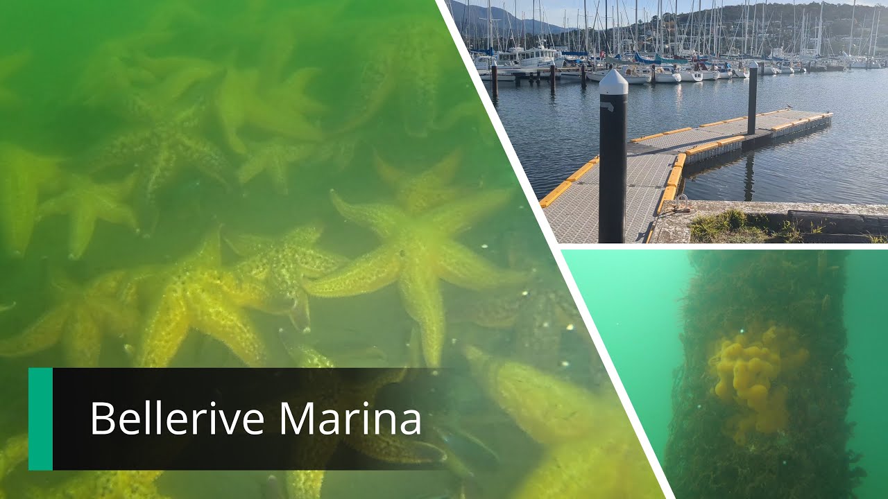 Invasive Sea Star Removal at Bellerive Marina, Tasmania - YouTube