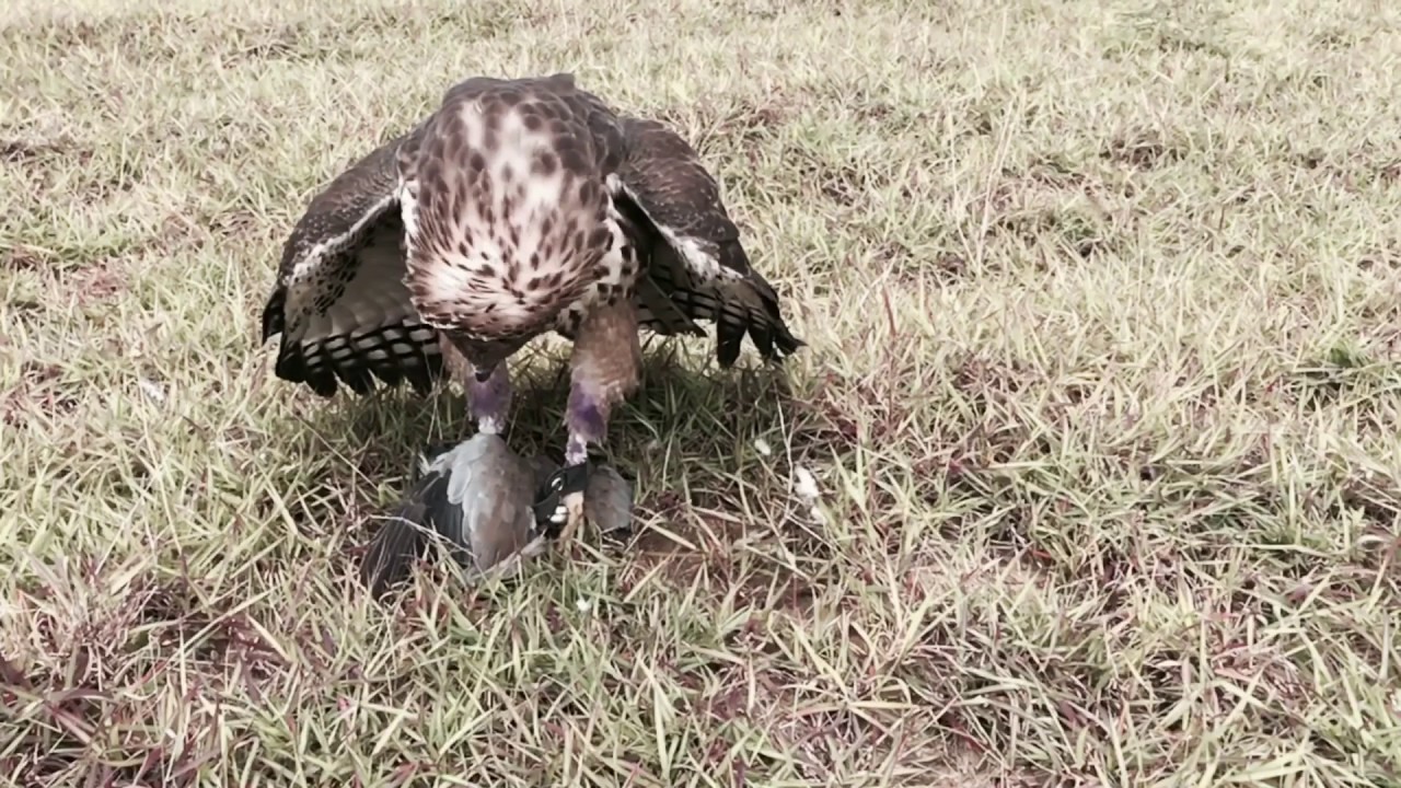 Hawk Eagle Hunting (in myanmar) - YouTube