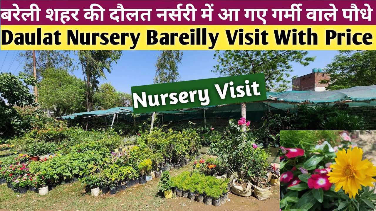 Daulat Nursery Visit Bareilly👏Wholesale Plant Nursery Visit🌹Nursery ...
