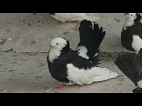 Alföldi-Körösi keringő galambok (Koros Tumbler Pigeon) 2022 fekete ...