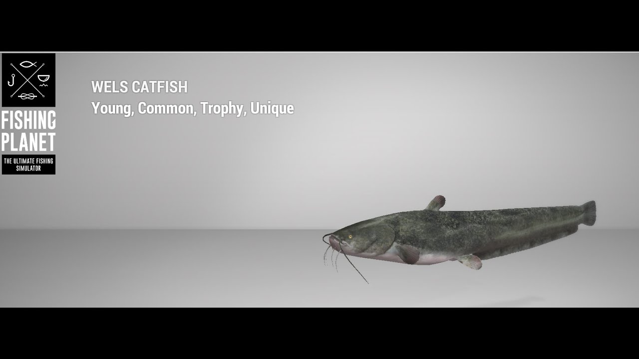 Fishing Planet - Weeping Willow Fisheries - Trophy - Wels Catfish ...
