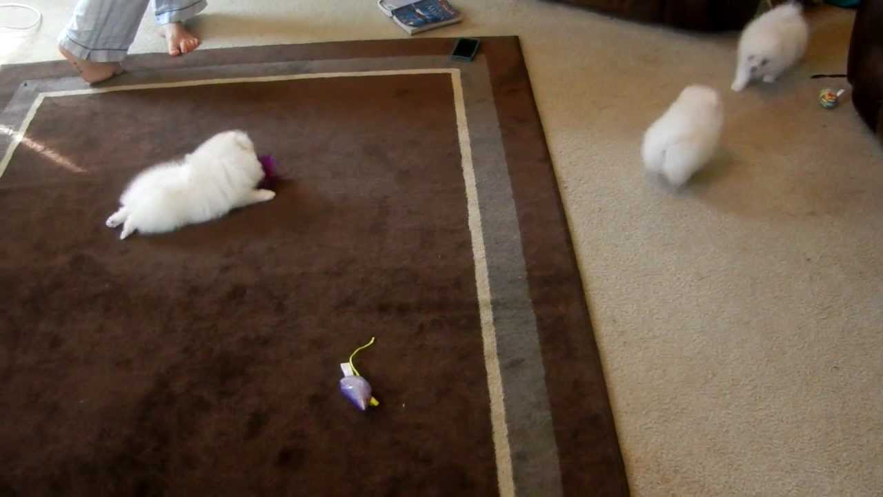 Adorable White Pomeranian puppies playing by The Bomb Poms - YouTube