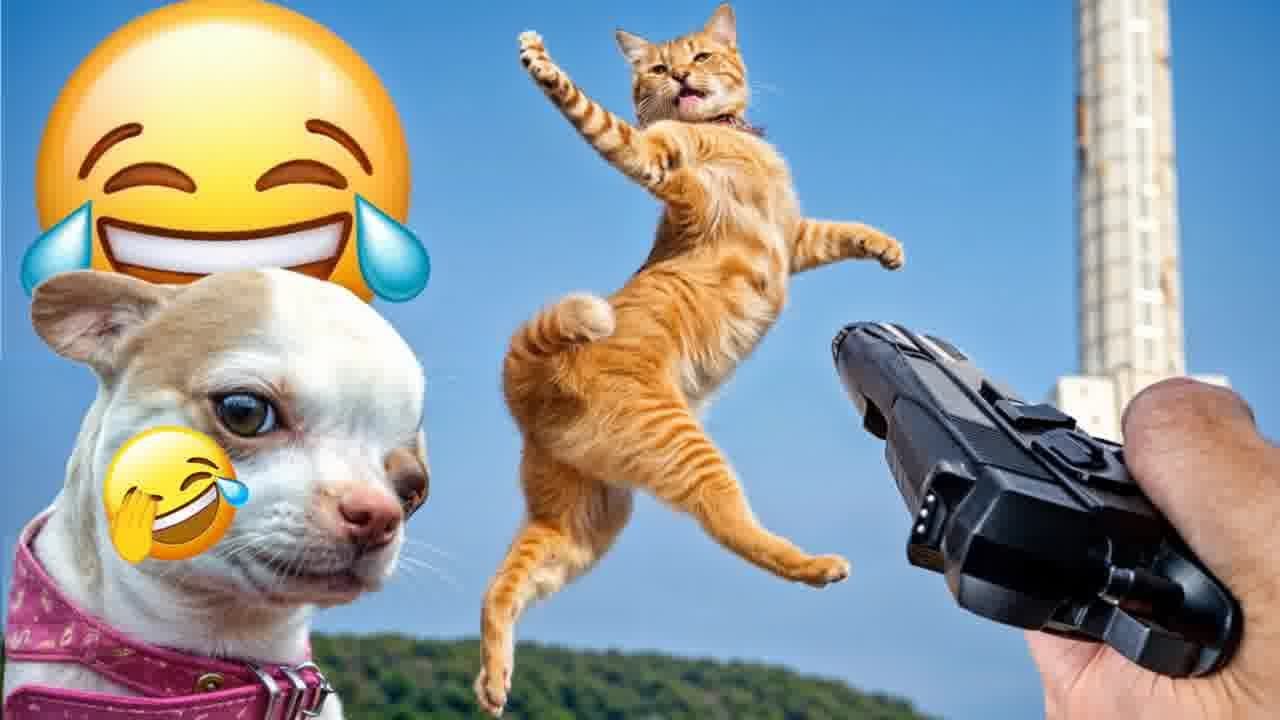 Laugh Out Loud! The Funniest Animal Videos of 2024 #20 - YouTube