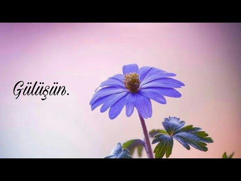 Gülümcan. Ağlatan, duygusal fon müziği. Telifsiz
