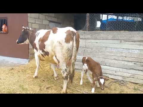 2 ci qarina yani balali erkek balaynan 18-lt süd veren inek satilir  051_070(888-82-81)  #inek