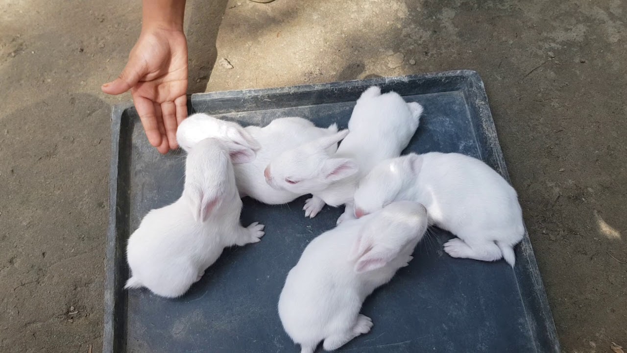 Eleven days old rabbit baby.🐇 এগারো দিন বয়সের খরগোশের বাচ্চা - YouTube