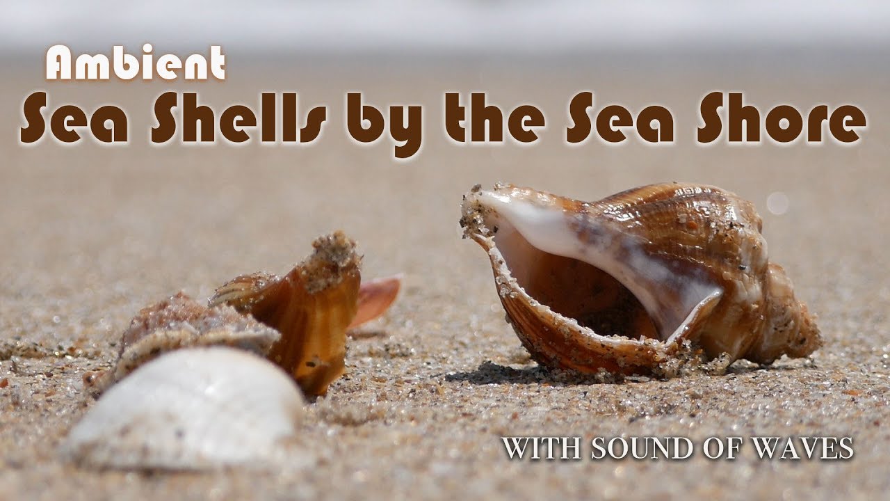 Ambient Sea Shells by the Seashore - with sound of waves - Please ...