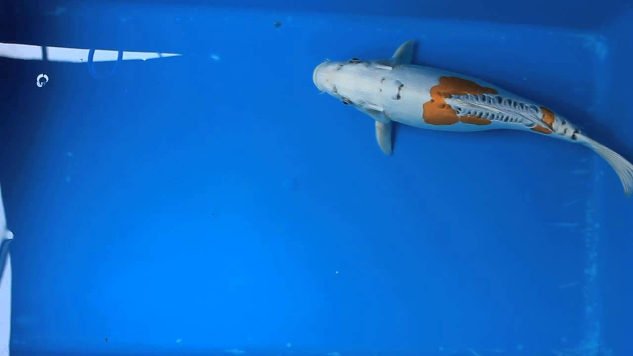 14" Doitsu Kin Kujaku Koi Carp fish for sale @ love aquatics - YouTube