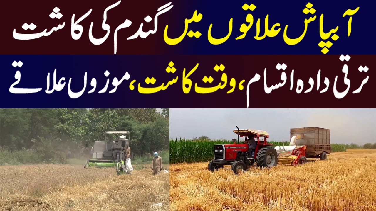 Best Wheat Sowing Methods | Wheat Farming in Pakistan || - YouTube