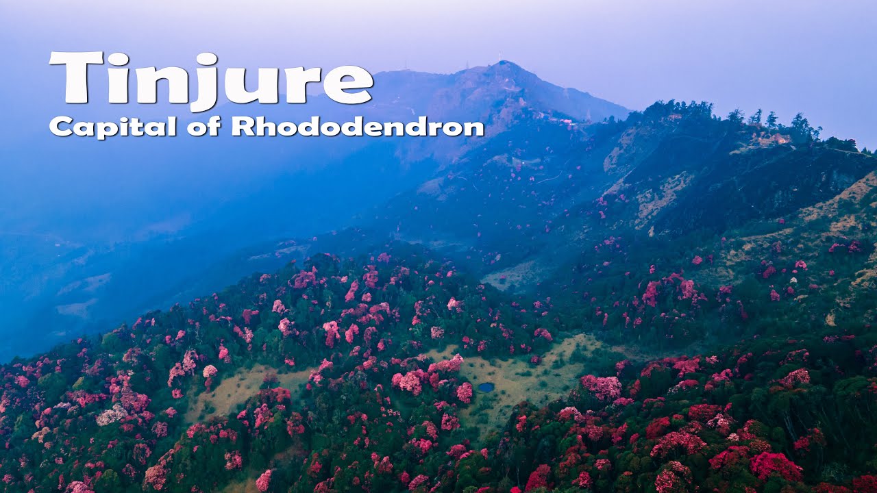 Blossom rhododendron | Drone view | Tinjure | Travel | - YouTube