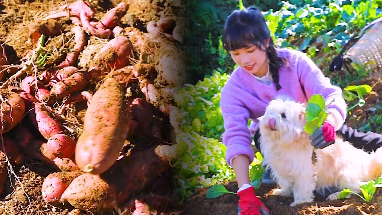 Dig sweet potatoes地里的红薯叶已经枯萎，挖红薯啦，红薯大丰收 - YouTube