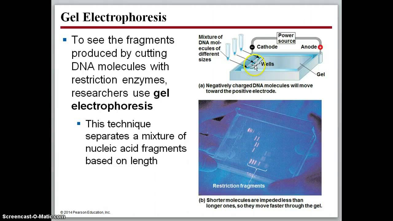 Ellis AP Biology Biotechnology - YouTube