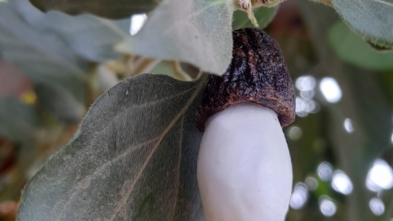 Original White Bhilawa Tree Ayurvedic📲:-7498694521भिलावा Bhilawa भेलवा ...