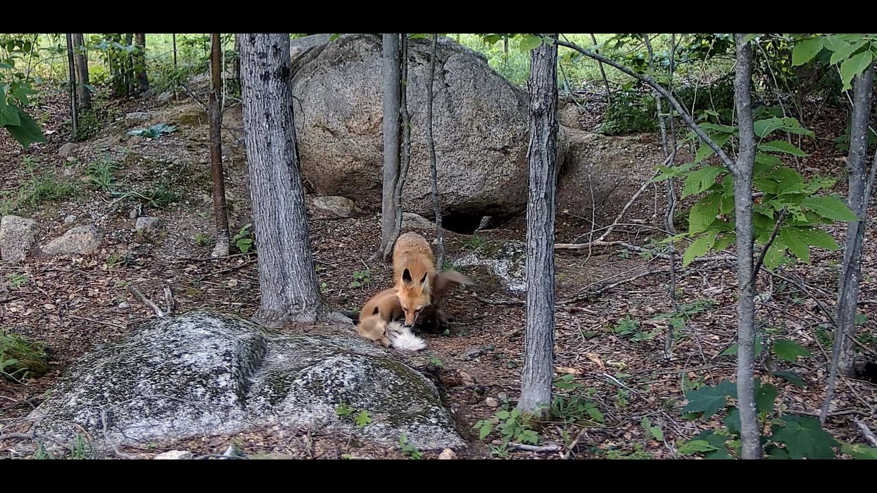 May 29, 2022 - Red fox kit + dad in super cute moment - YouTube