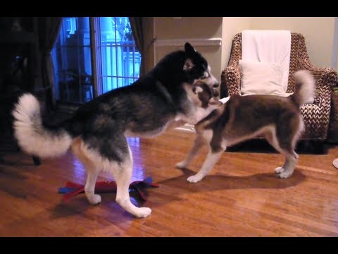 Talking Husky EPIC Battle! - YouTube