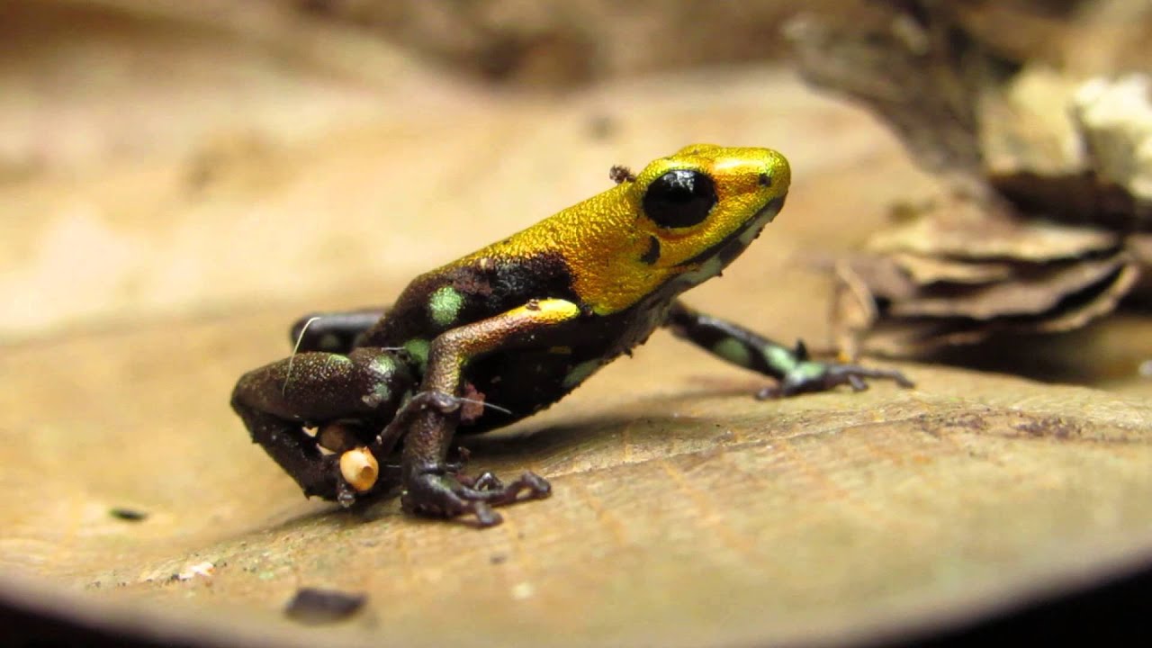 Andinobates sp. nov. Supatae, Supatá’s Golden Frog, frogs eastern andes ...
